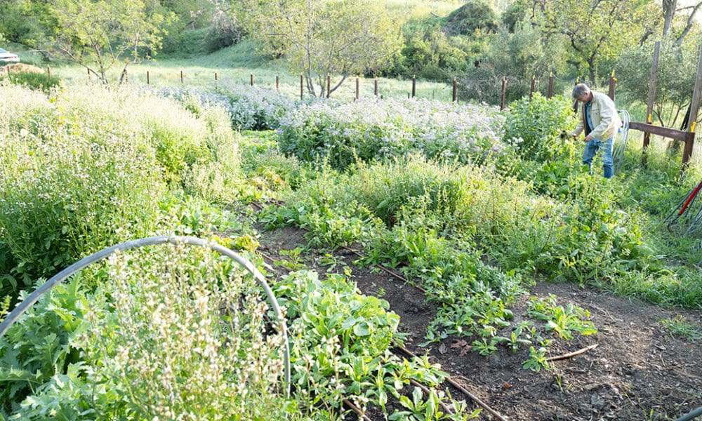 Growing Local is Key to Providing Food Security in Times of Crisis