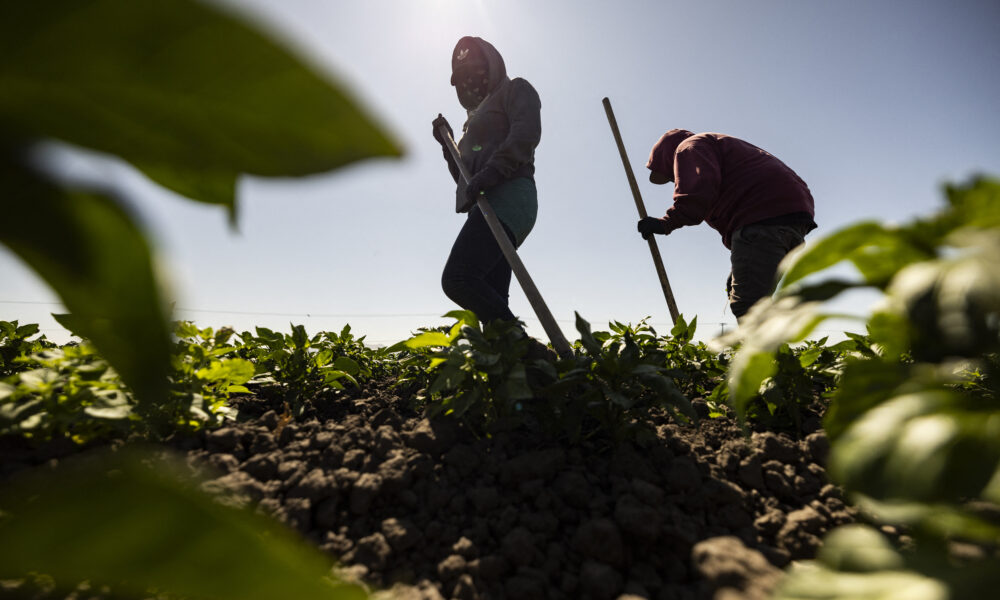 California Legislators Say New Laws Must Protect Farmworkers From ...