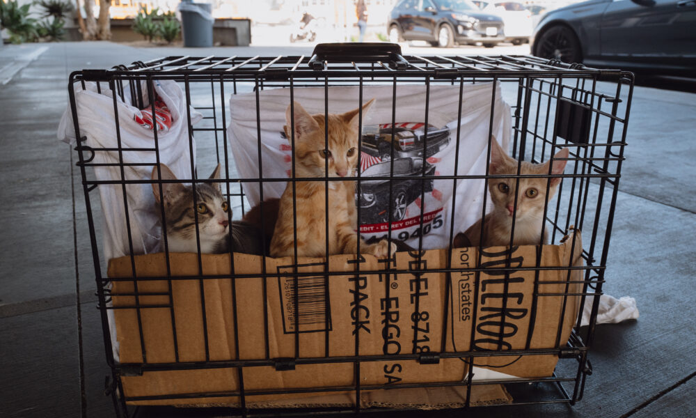 Keeping People With Their Pets Can Help L.A.’s Housing Crisis — and ...